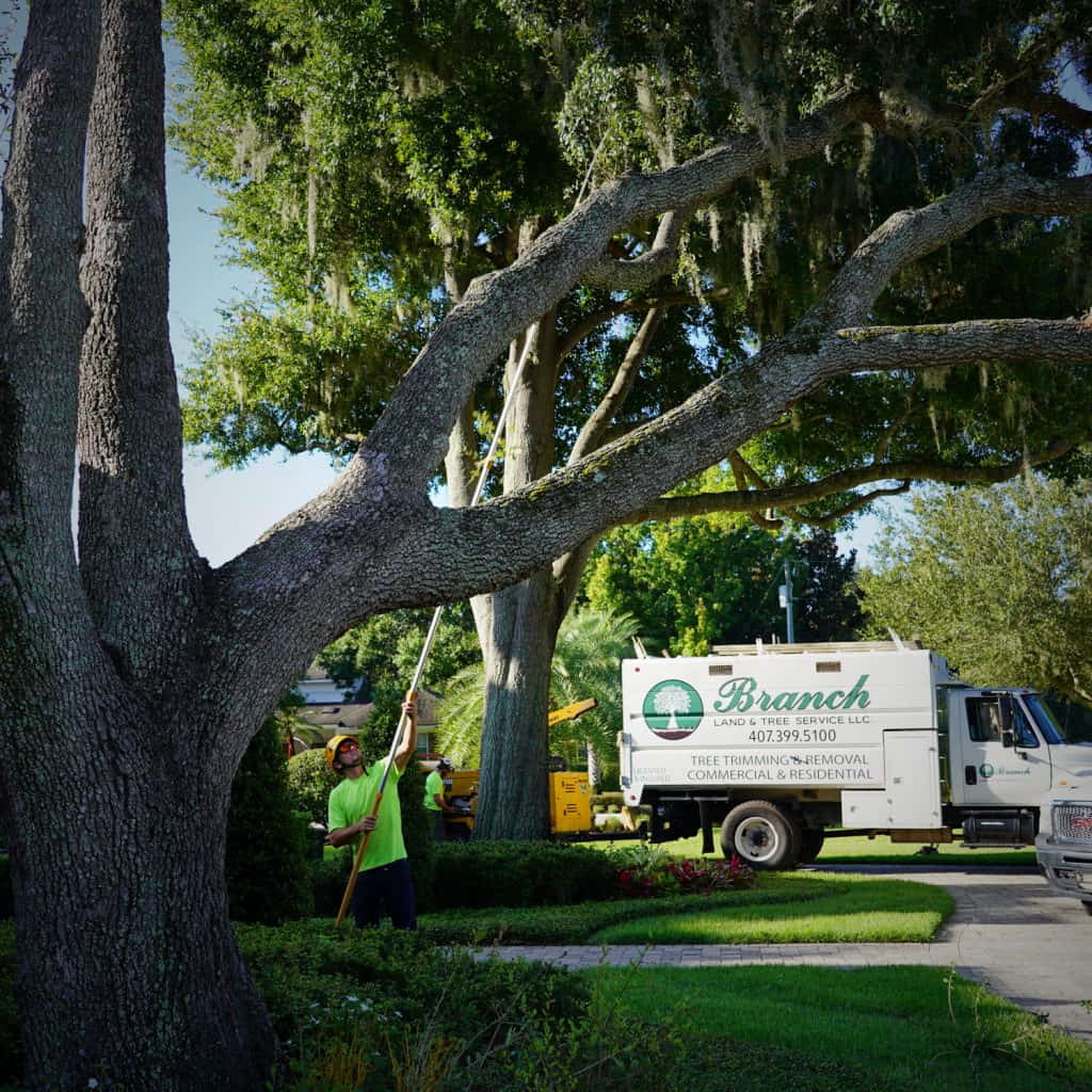 Tree Climbing, Trimming and Roping | Branch Land & Tree