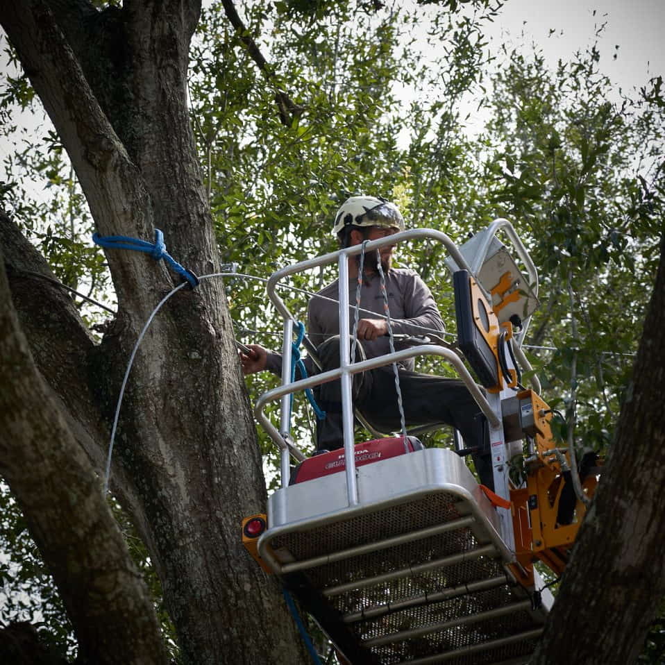 Tree Canopy Thinning | Branch Land & Tree